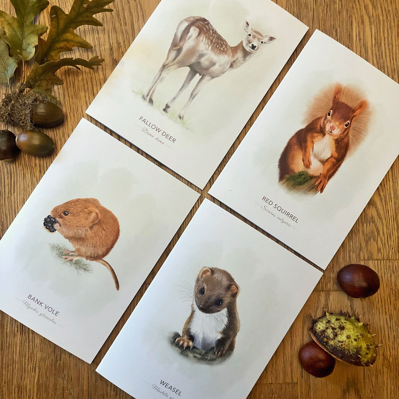 Woodland Mammals Card Set – Nature-Inspired Greeting Cards